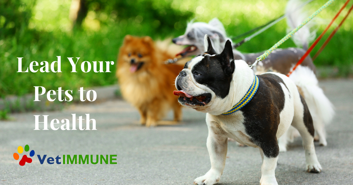 Paw-some Guide to Immune Response – Tag – VetIMMUNE