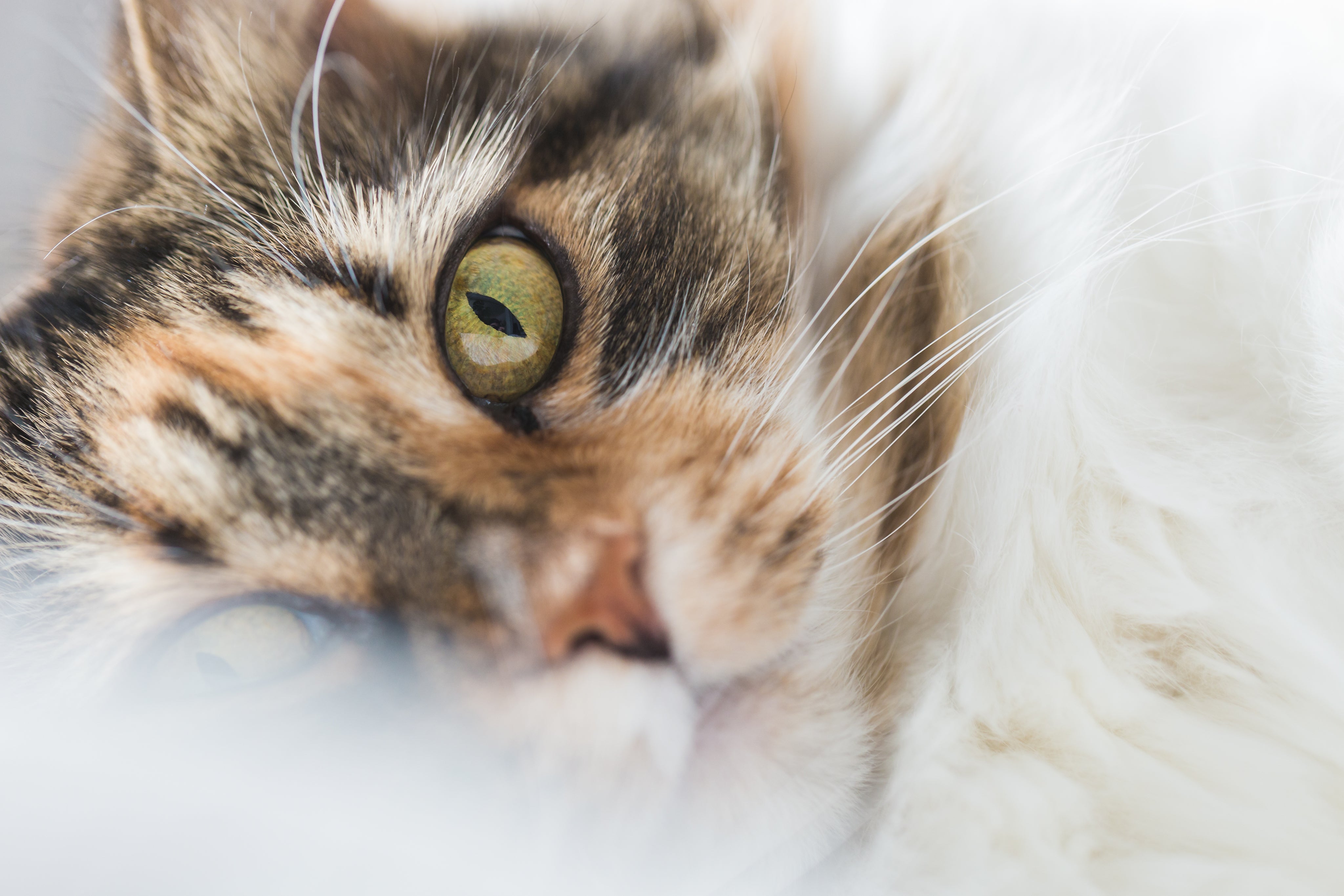 VetIMMUNE® | Lead Your Pets to Health